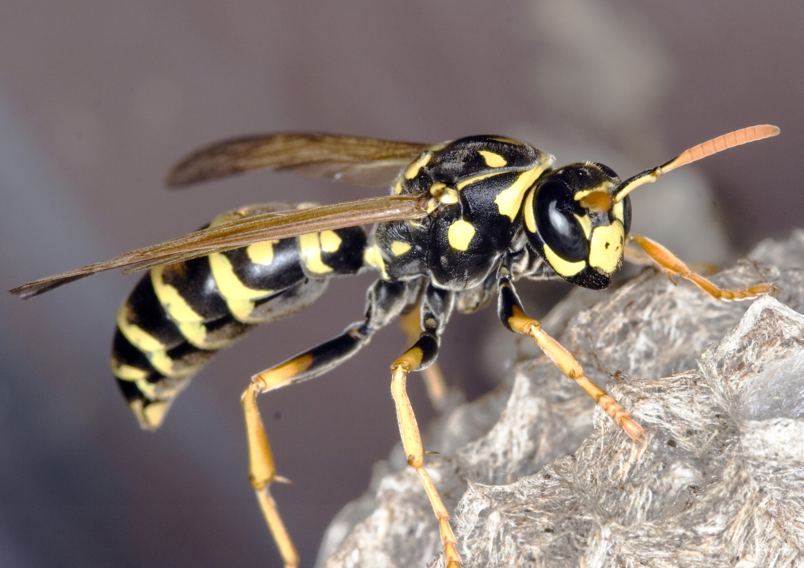 Bees Wasps Hornets How To Tell Them Apart Essential Pest Control