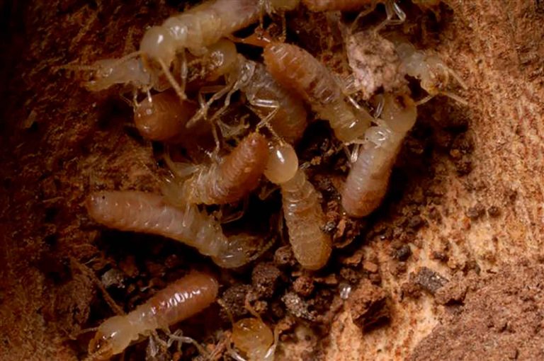 How Much Damage Can Termites Really Cause? - Essential Pest Control